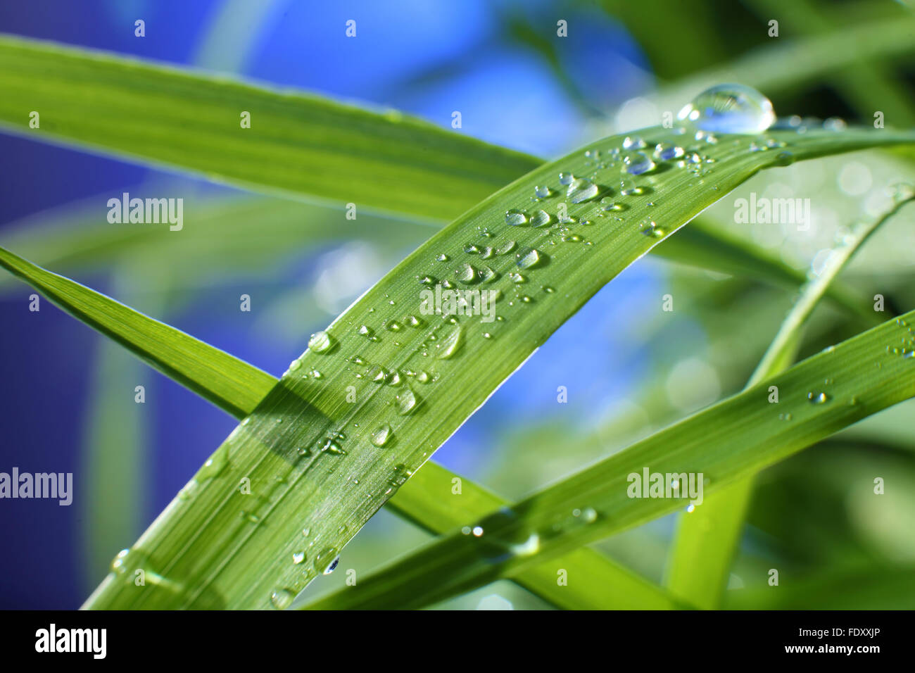drop of dew on a blade of grass Stock Photo - Alamy
