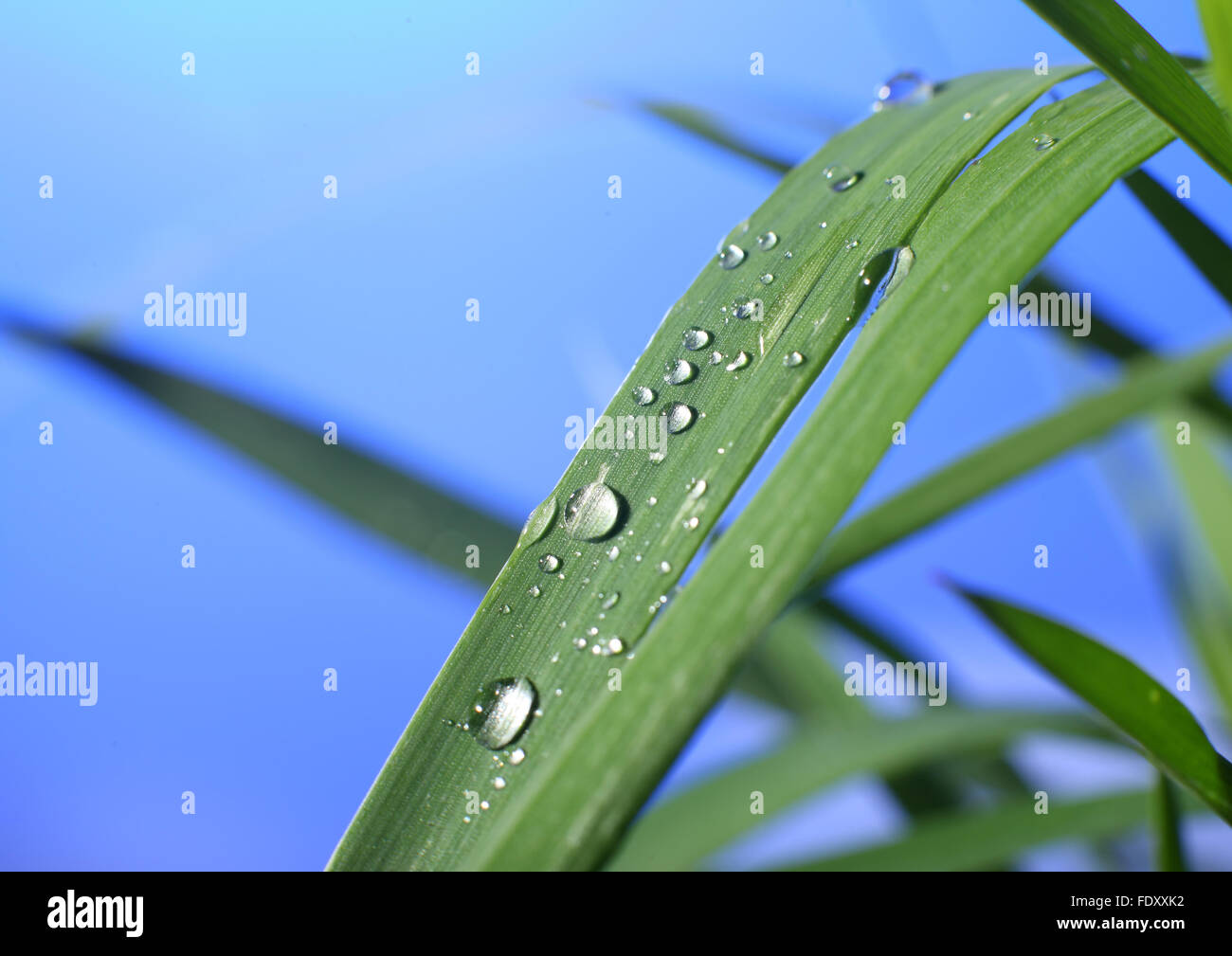drop of dew on a blade of grass Stock Photo - Alamy