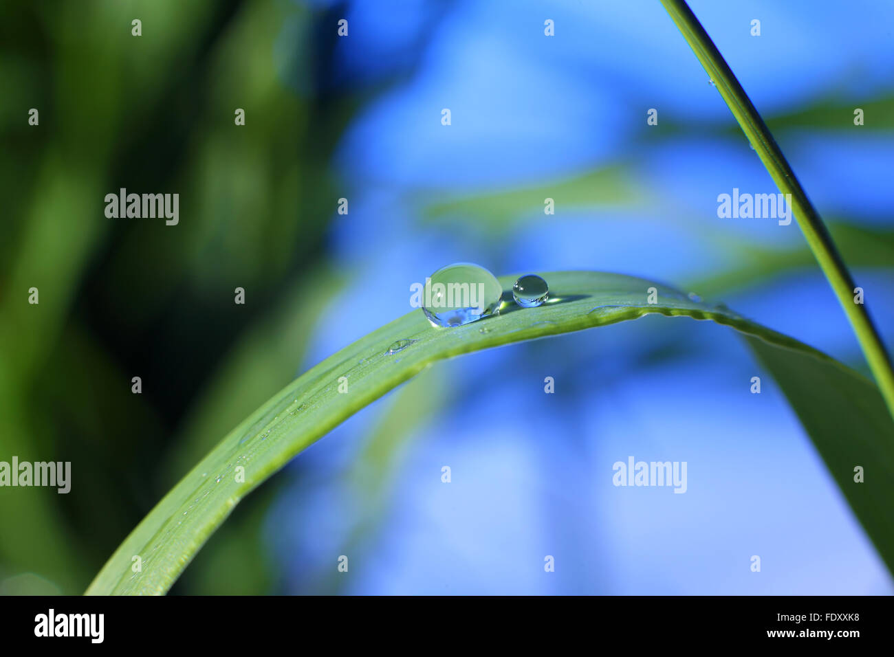 drop of dew on a blade of grass Stock Photo - Alamy