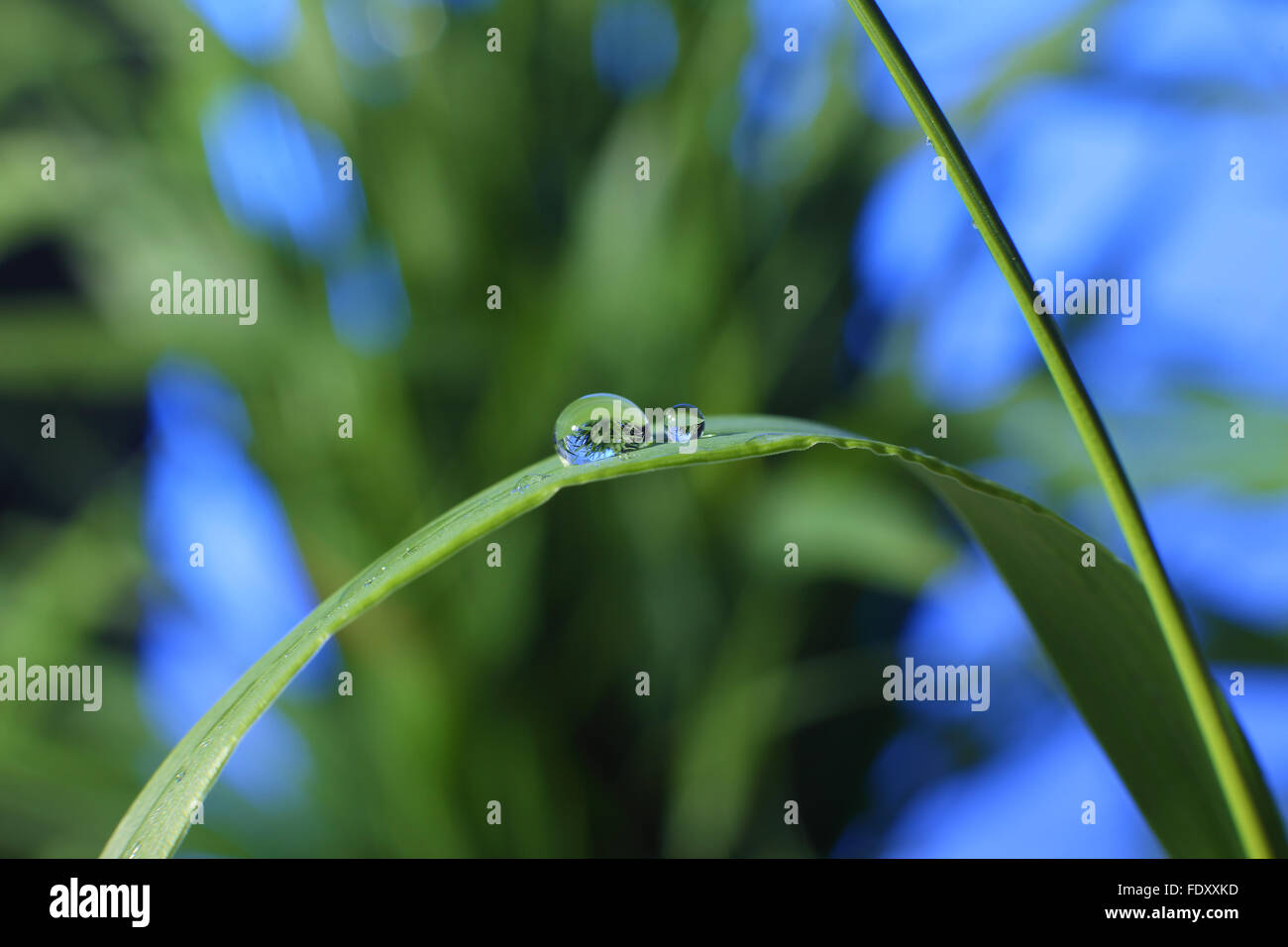 drop of dew on a blade of grass Stock Photo - Alamy