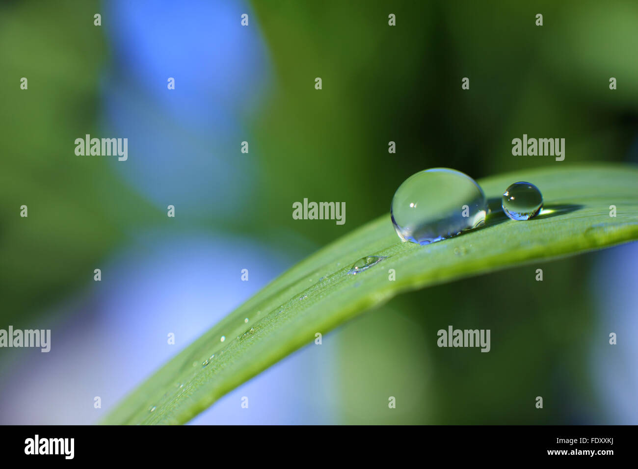 drop of dew on a blade of grass Stock Photo - Alamy