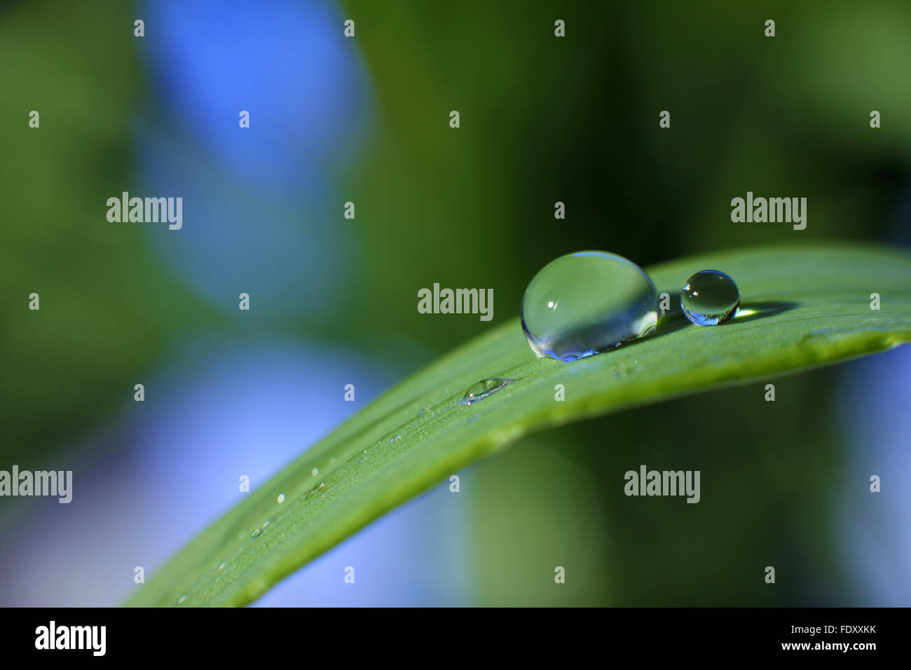 drop of dew on a blade of grass Stock Photo - Alamy