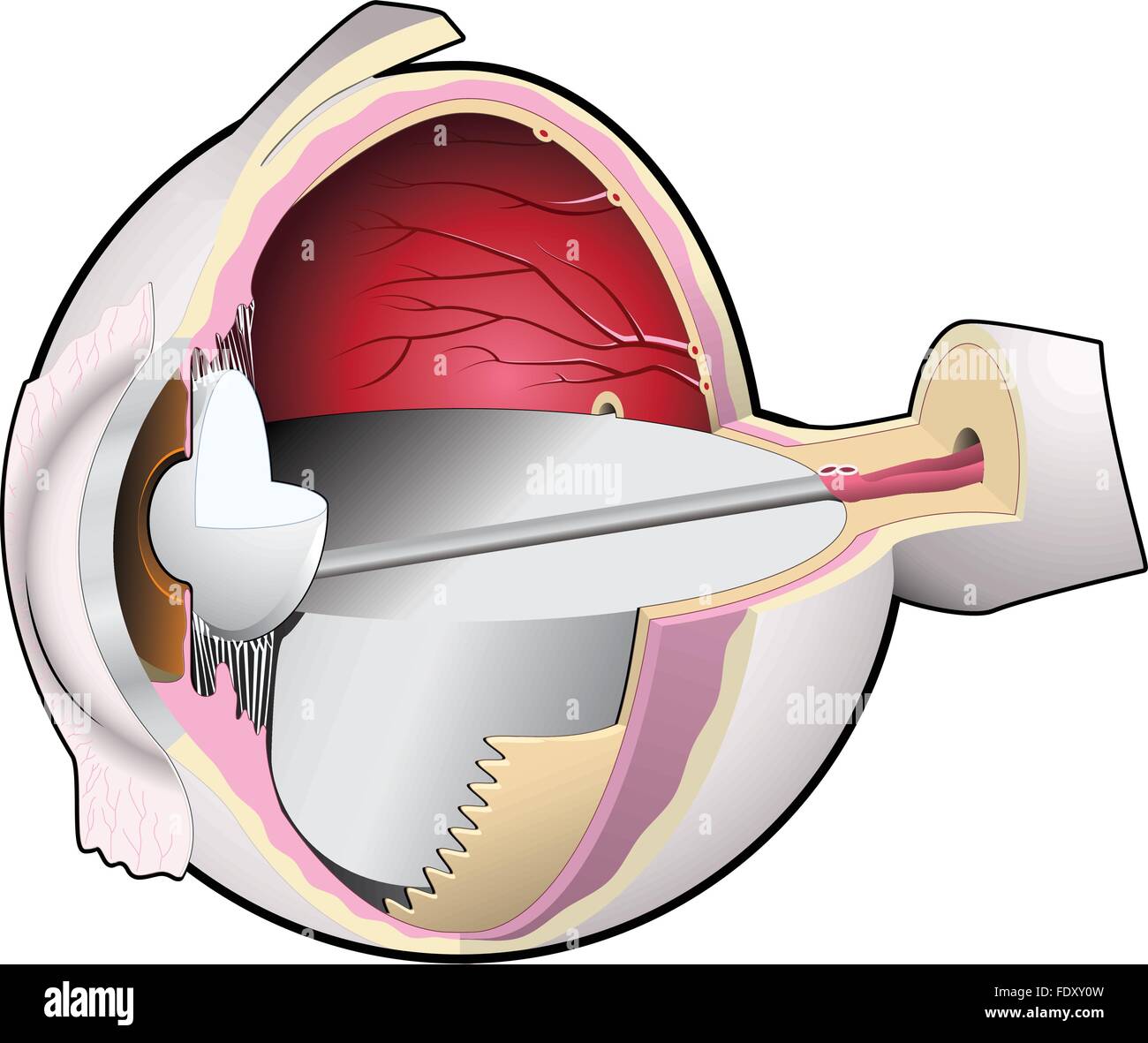 Ocular bulb Stock Vector Images - Alamy