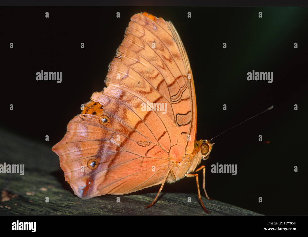 Orange Beauty Cruiser (Vindula arsinae) butterfly male butterfly side ...