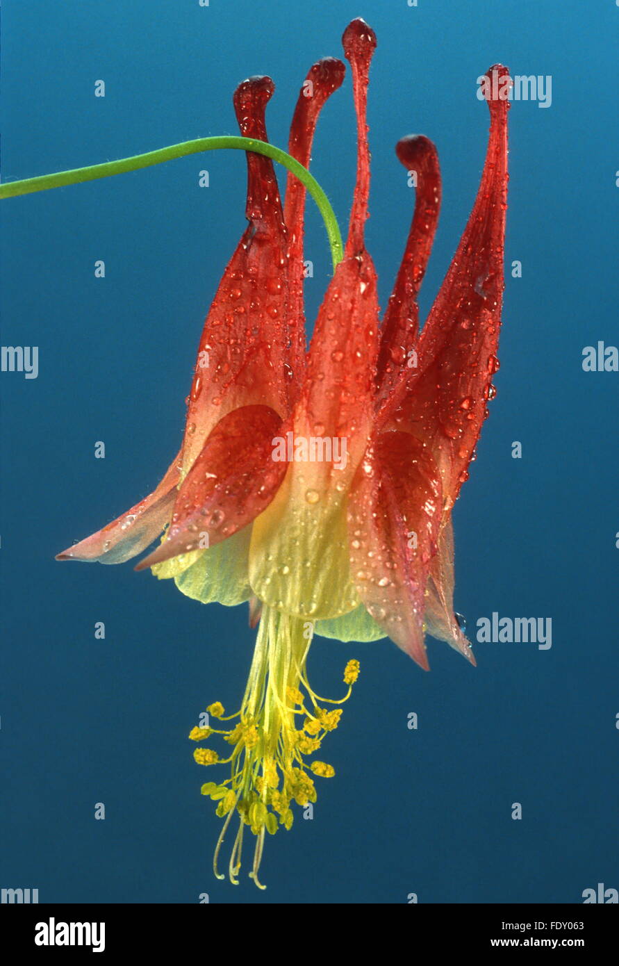 Beautiful red and yellow flower blossom of Wild Columbine (Aquilegia ...