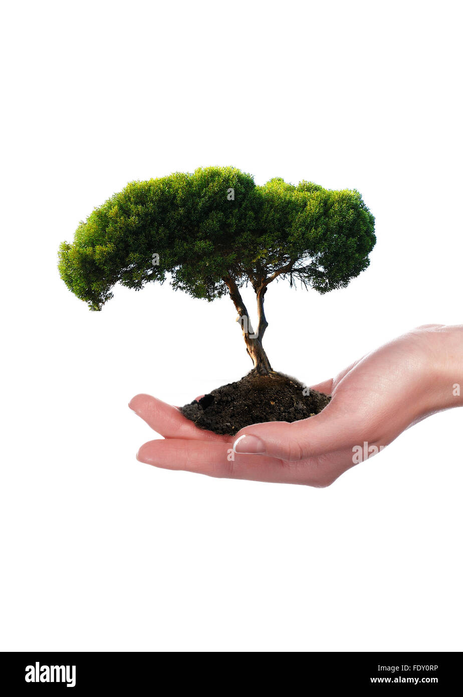 Arms and tree. Symbol of environmental protection. Collage Stock Photo ...