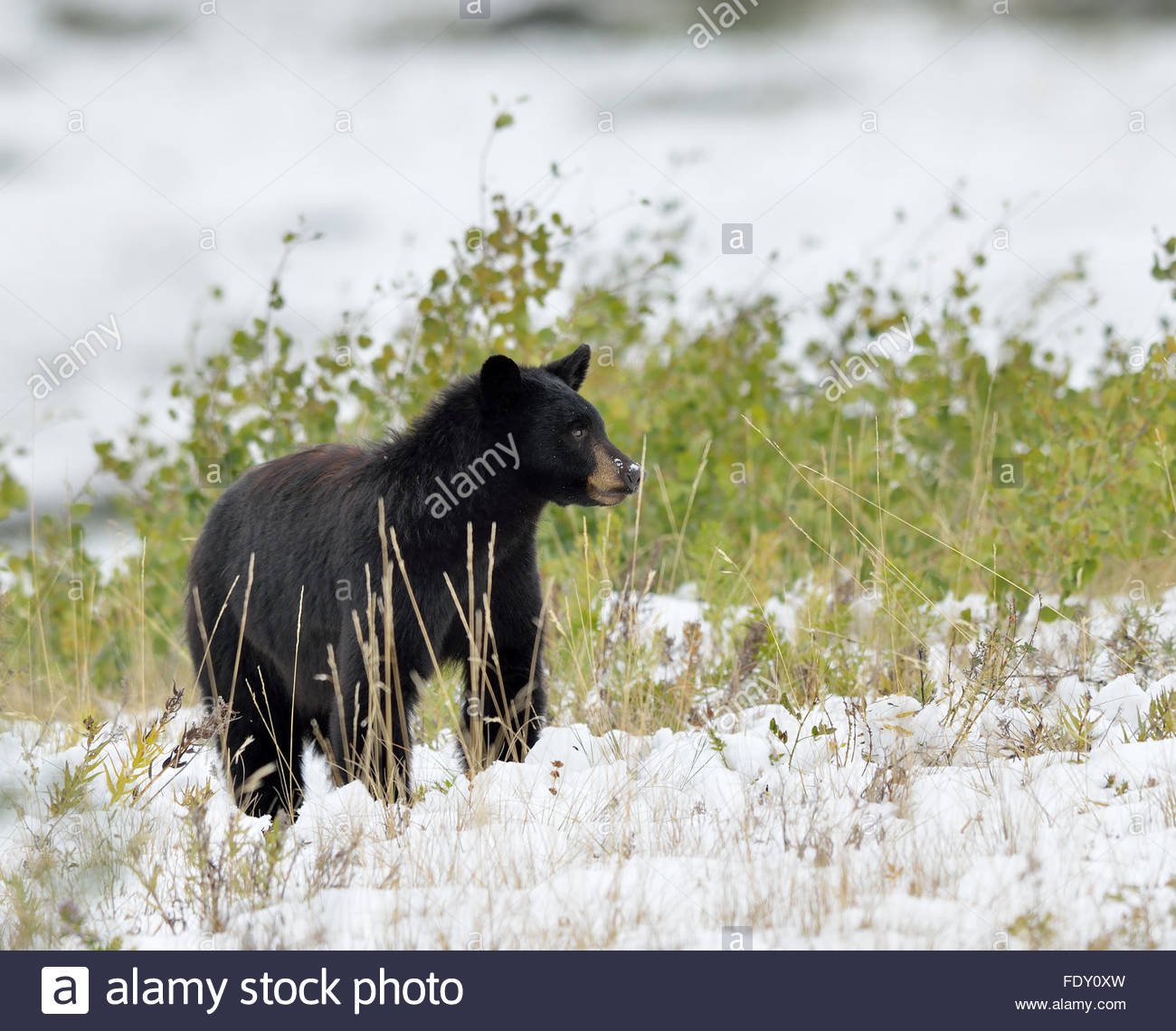 Wildlife Forage High Resolution Stock Photography and Images - Alamy