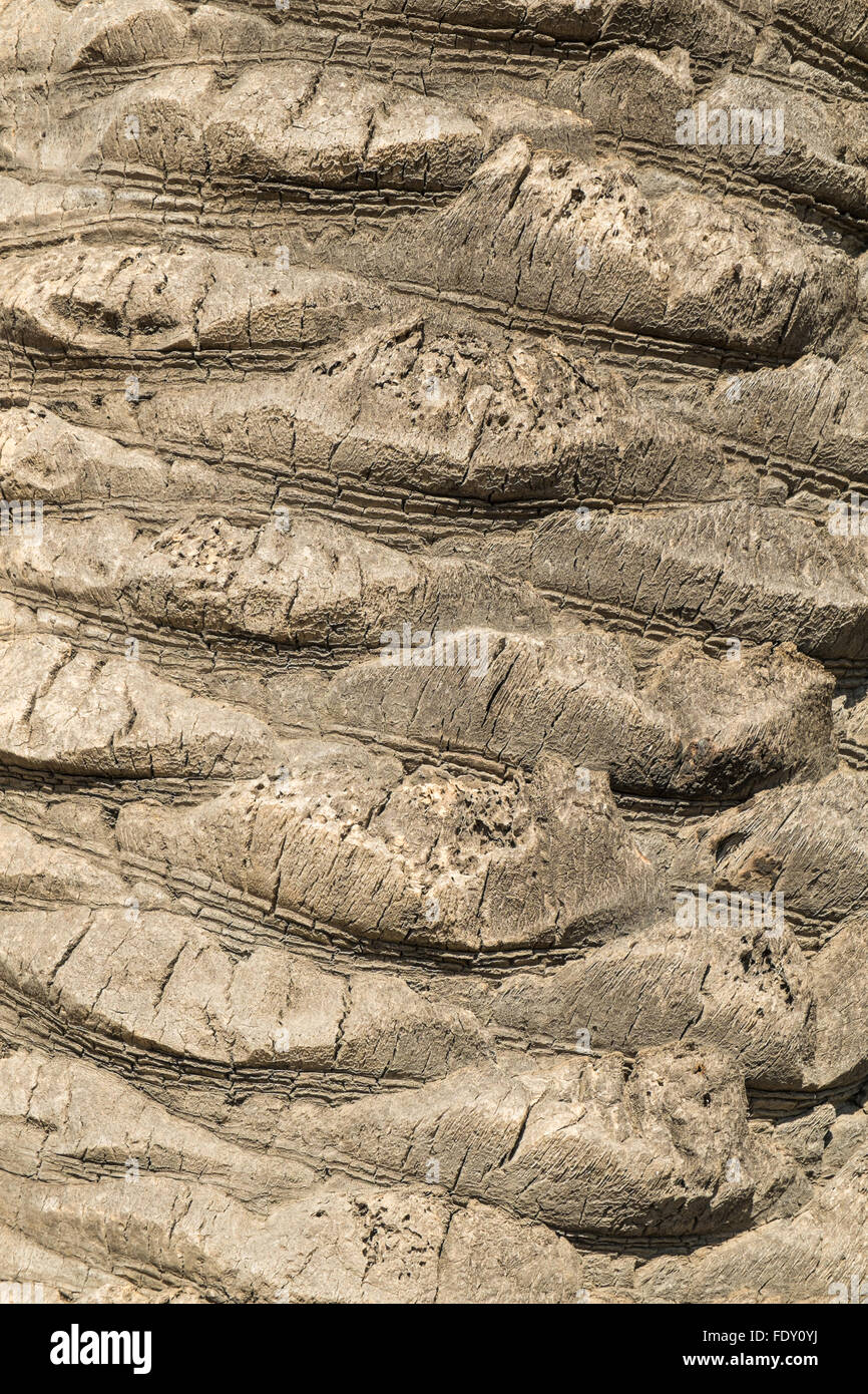 Full frame take of the rustic texture of a tree rind Stock Photo - Alamy
