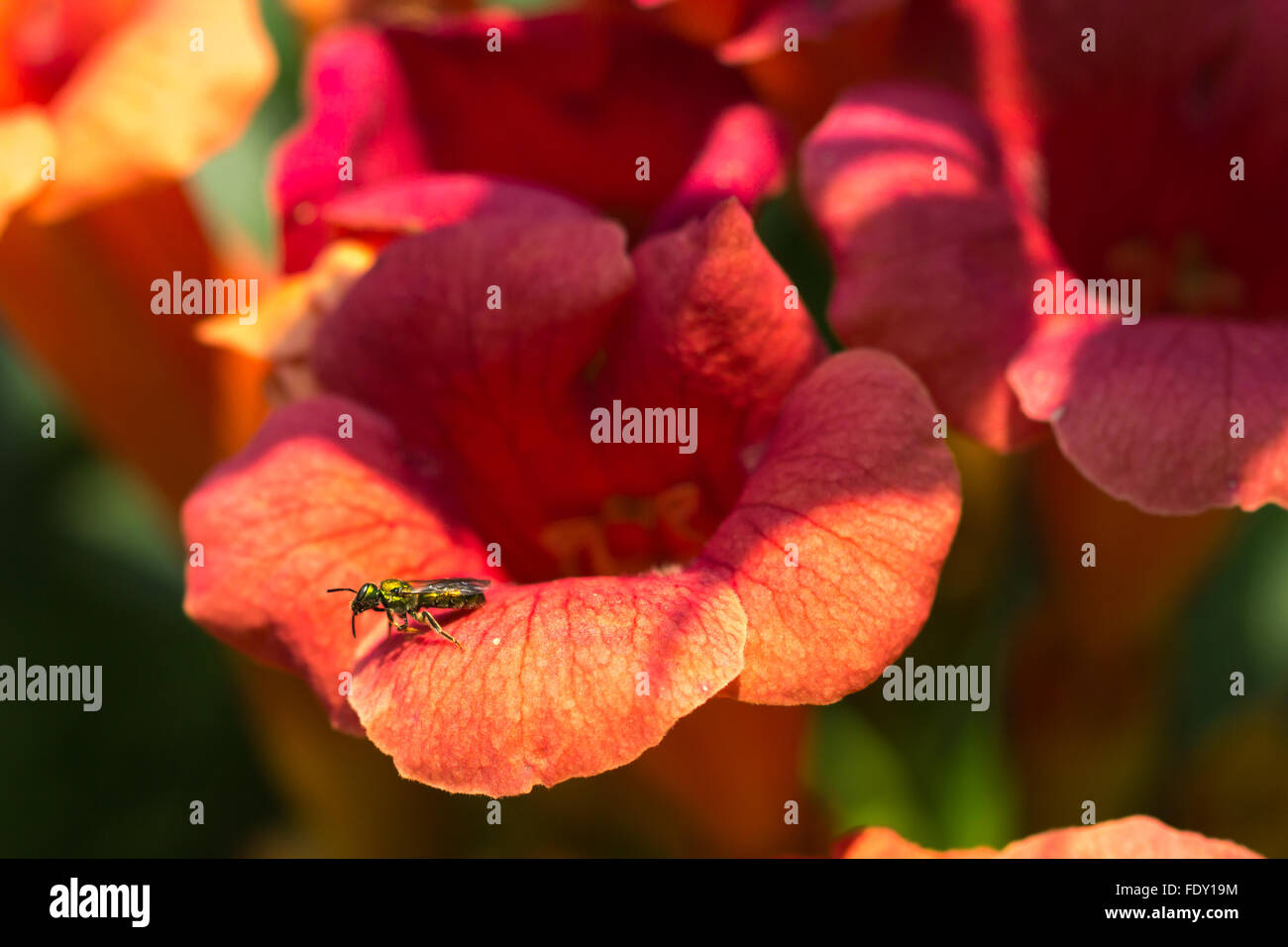 One Little Bee Stock Photo - Alamy