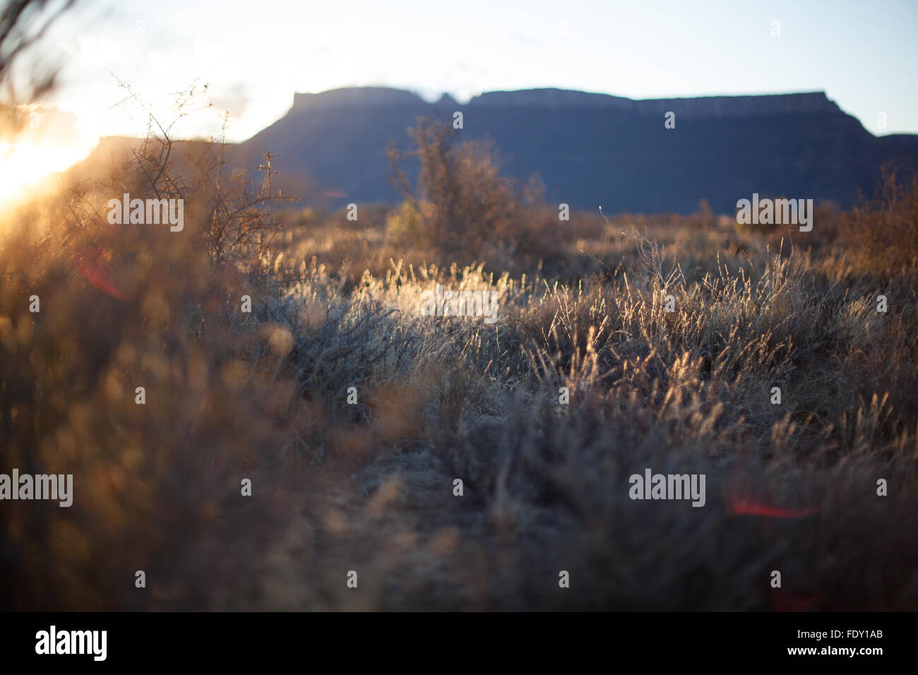 Landscape of the arid Karoo, South Africa, desert Stock Photo - Alamy