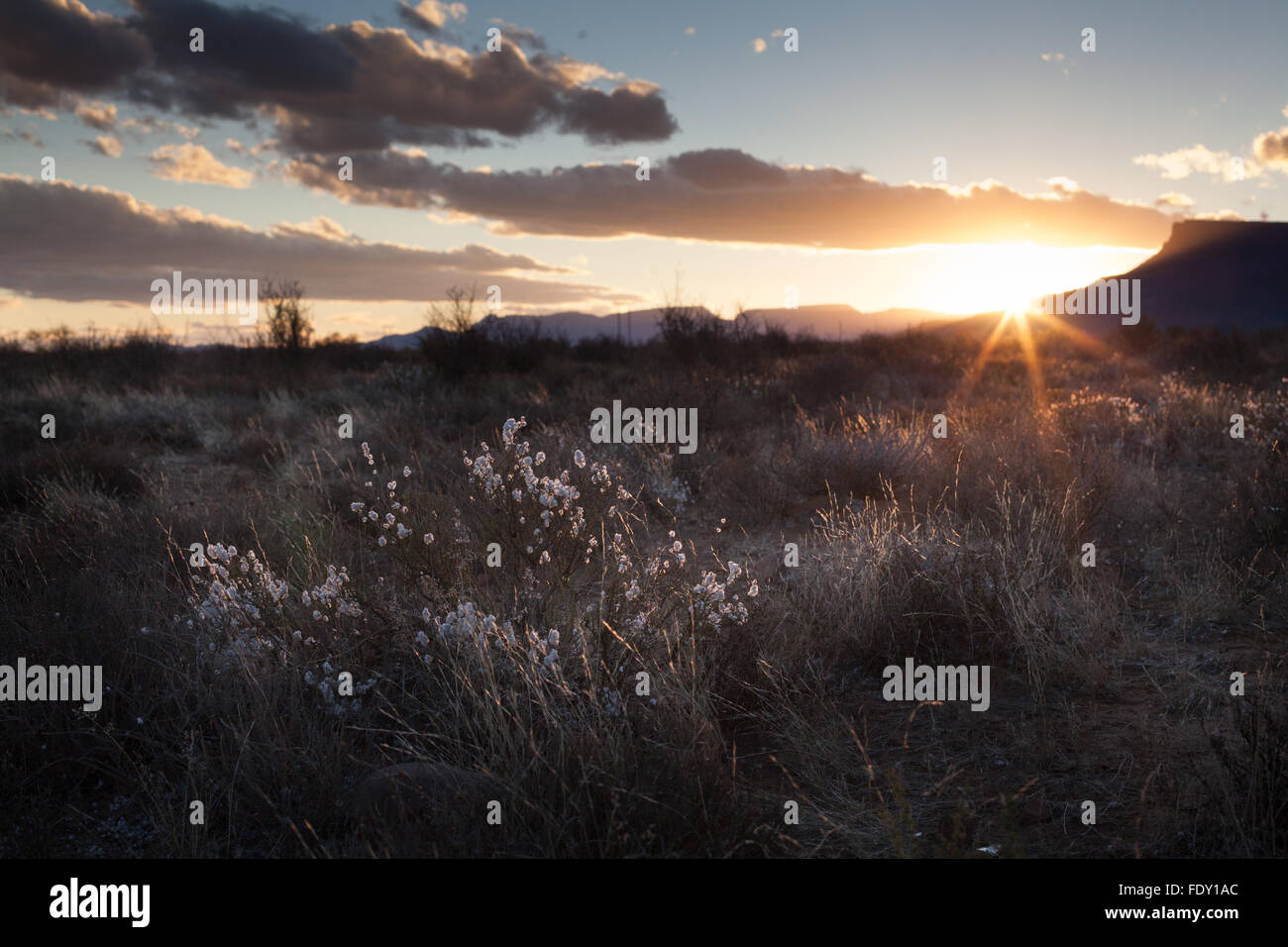 Landscape of the arid Karoo, South Africa, desert Stock Photo - Alamy