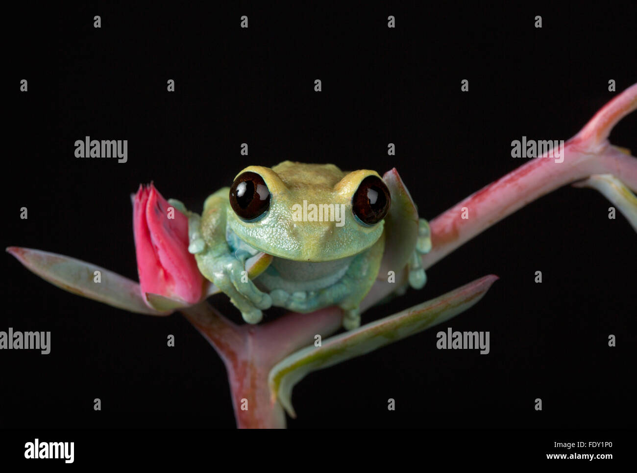 Maroon Eyed Tree Frog Stock Photo - Alamy