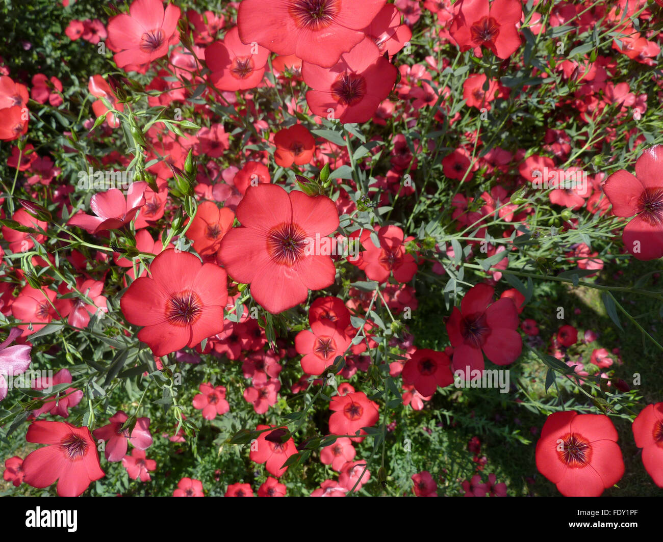 Linum grandiflorum, Red flax, scarlet flax, flowering flax, ornamental ...