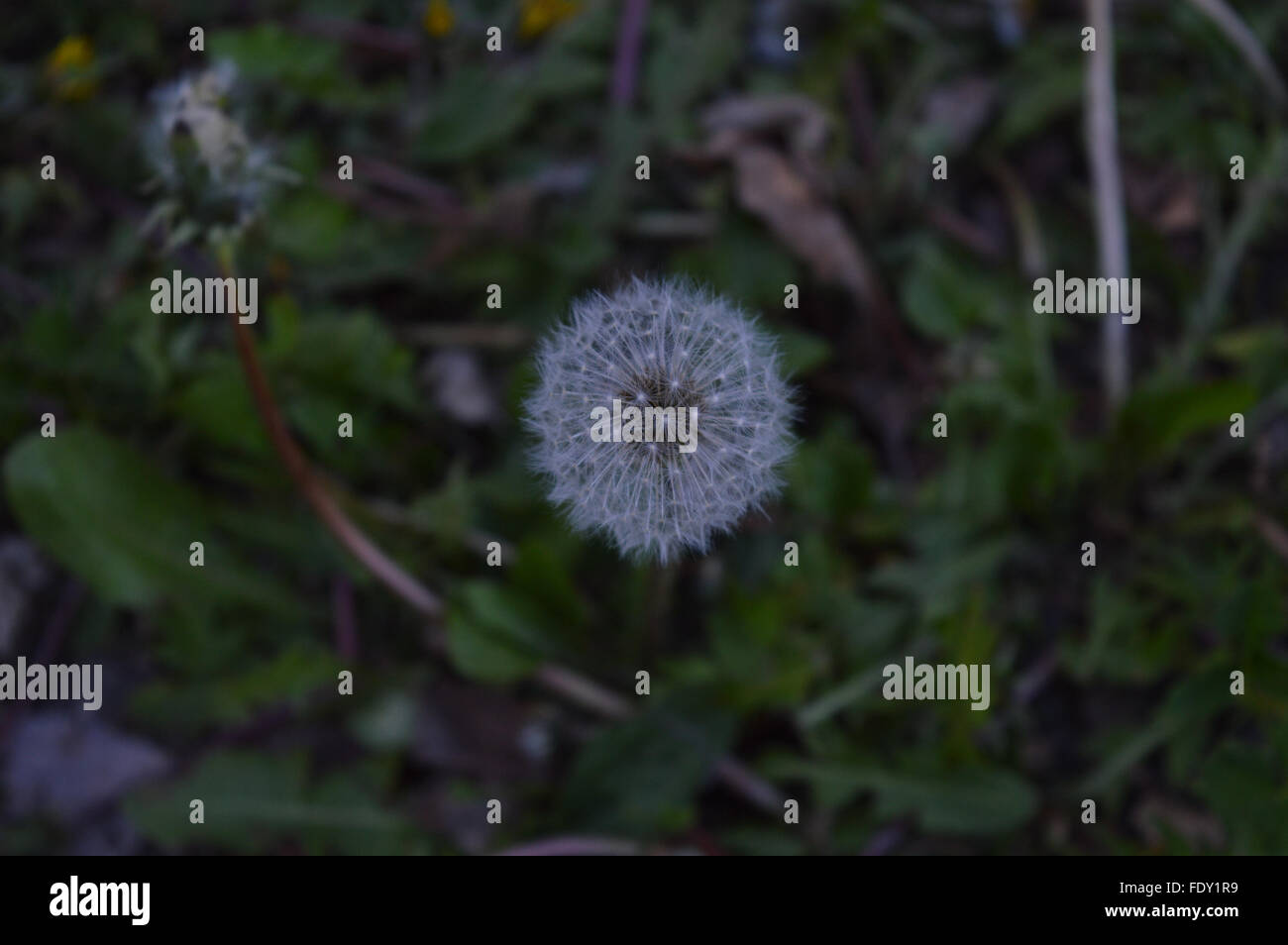 Cotton seeds hi-res stock photography and images - Alamy