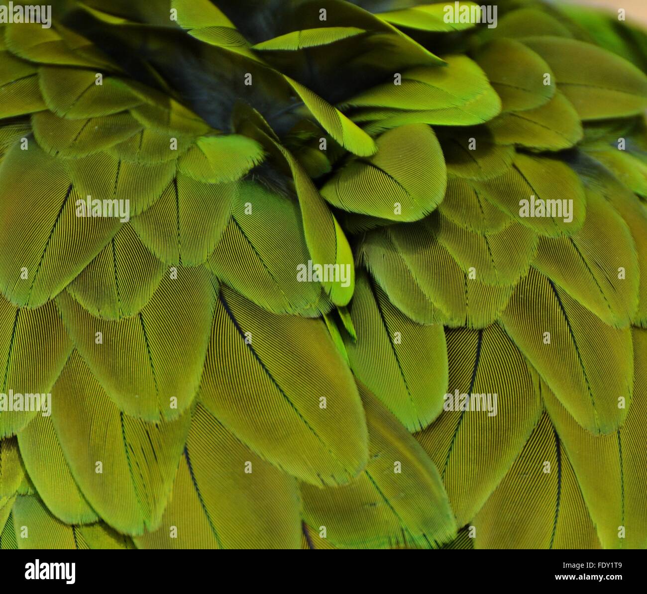 Green bird feathers from a macaw parrot Stock Photo - Alamy