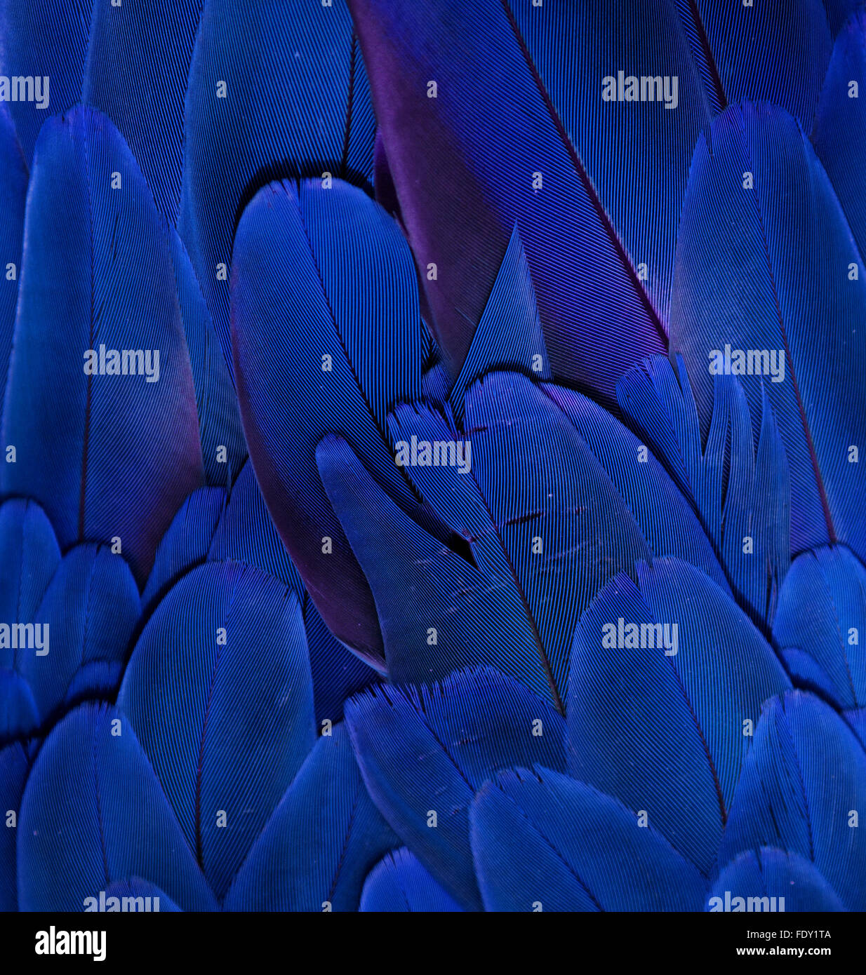 Dark blue feathers hi-res stock photography and images - Alamy