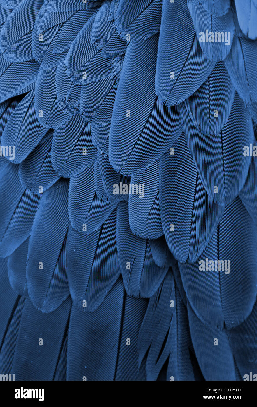 Dark blue bird feathers from a macaw parrot Stock Photo - Alamy