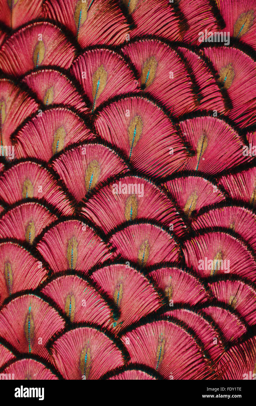 Zoom bird hi-res stock photography and images - Alamy