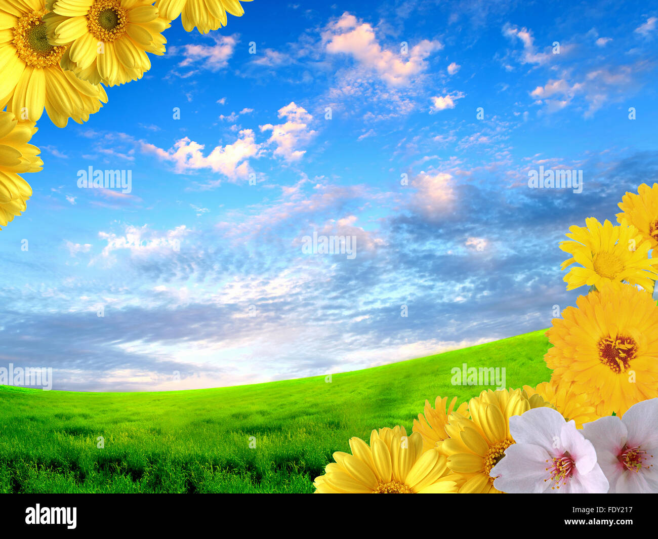 Beautiful flowers against the blue sky. Landscape Stock Photo - Alamy