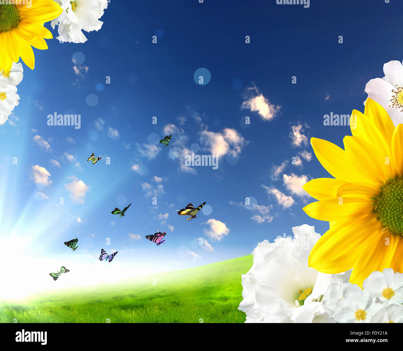 Beautiful flowers against the blue sky. Landscape Stock Photo - Alamy