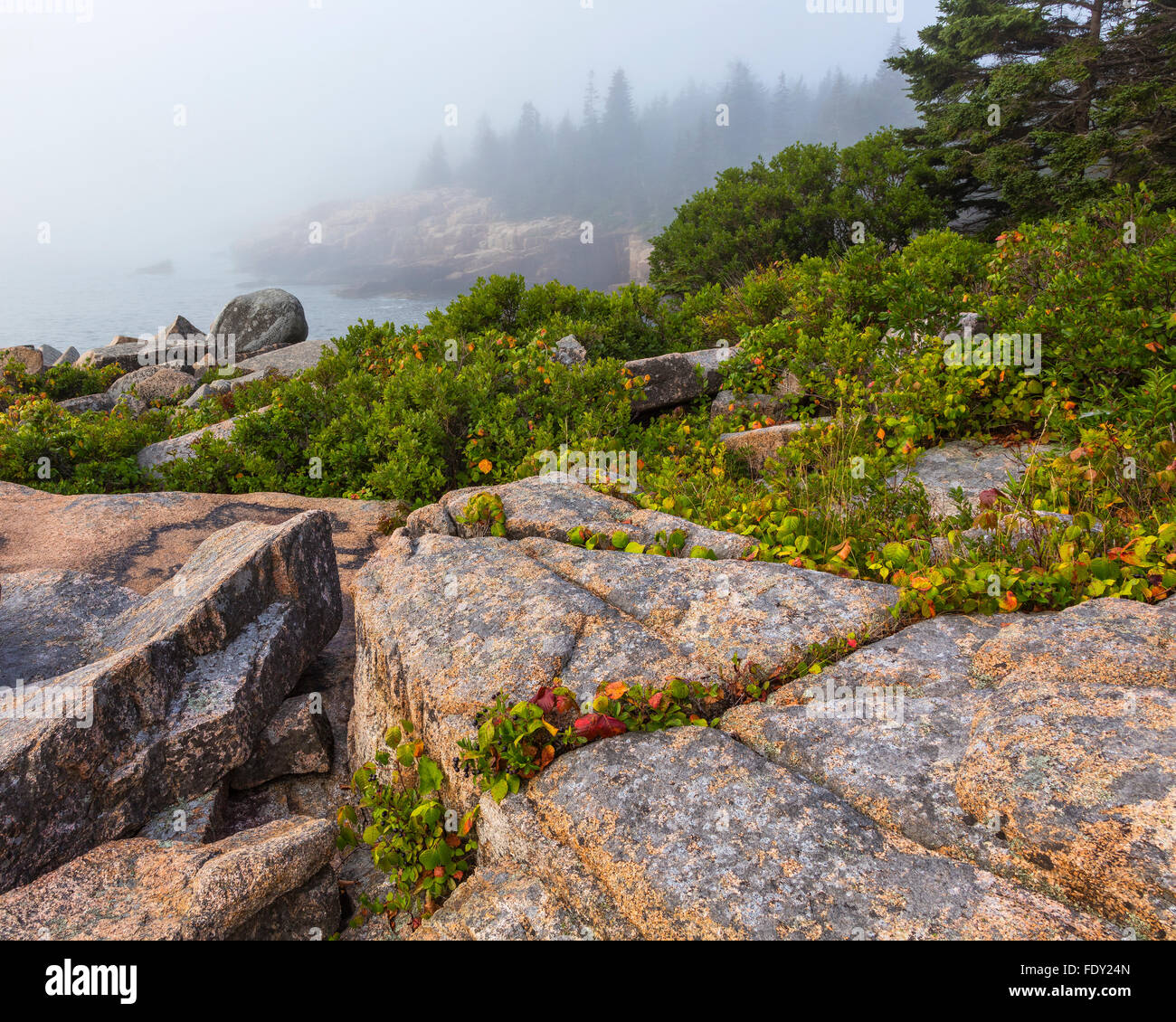 Acadia National Park, ME: Morning fog on granite boulders and berry ...