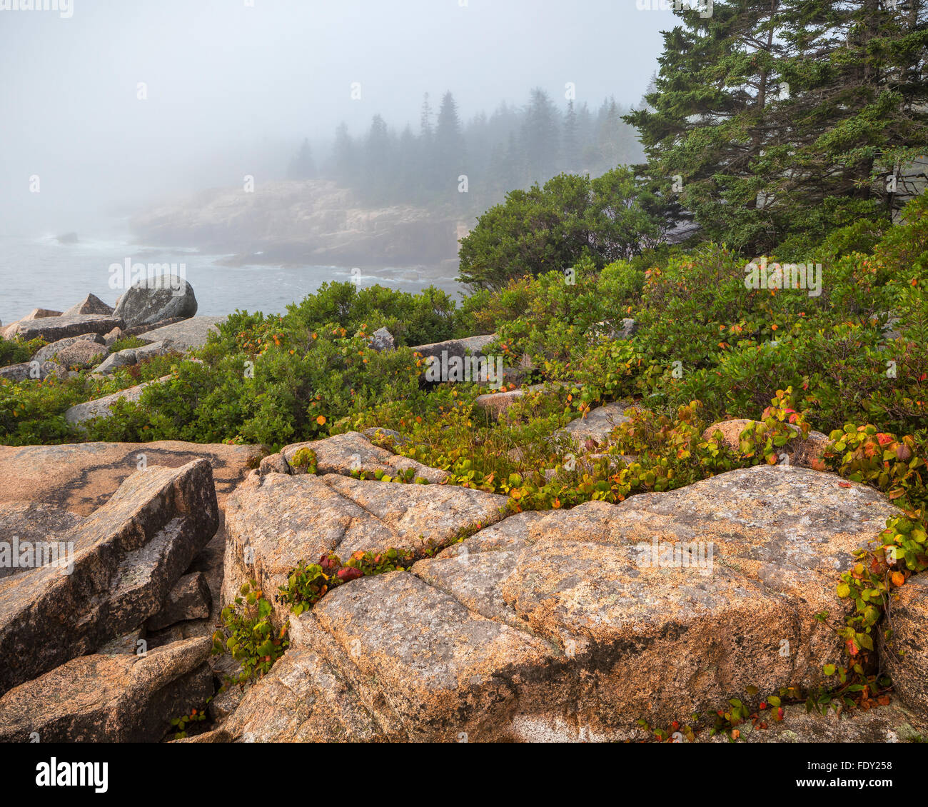 Acadia National Park, ME: Morning fog on granite boulders and berry ...
