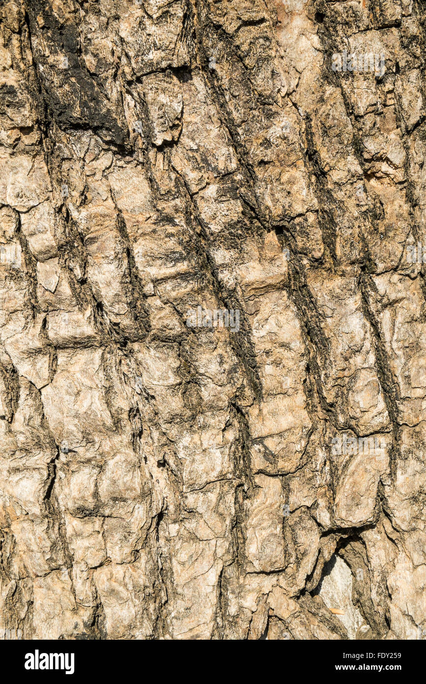 Full frame take of the rustic texture of a tree rind Stock Photo - Alamy