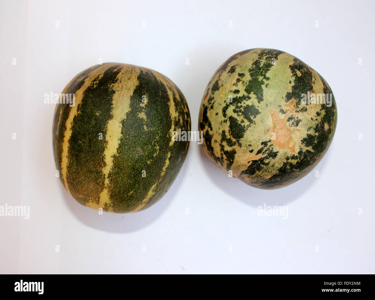Wild melon, Cucumis melo var agrestis, fruit section, bari kachri, oval ...