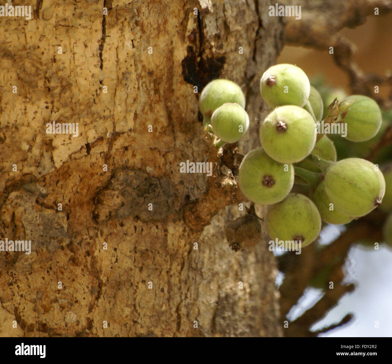 Ficus racemosa, Indian Fig tree, tree with fruits developed along trunk ...