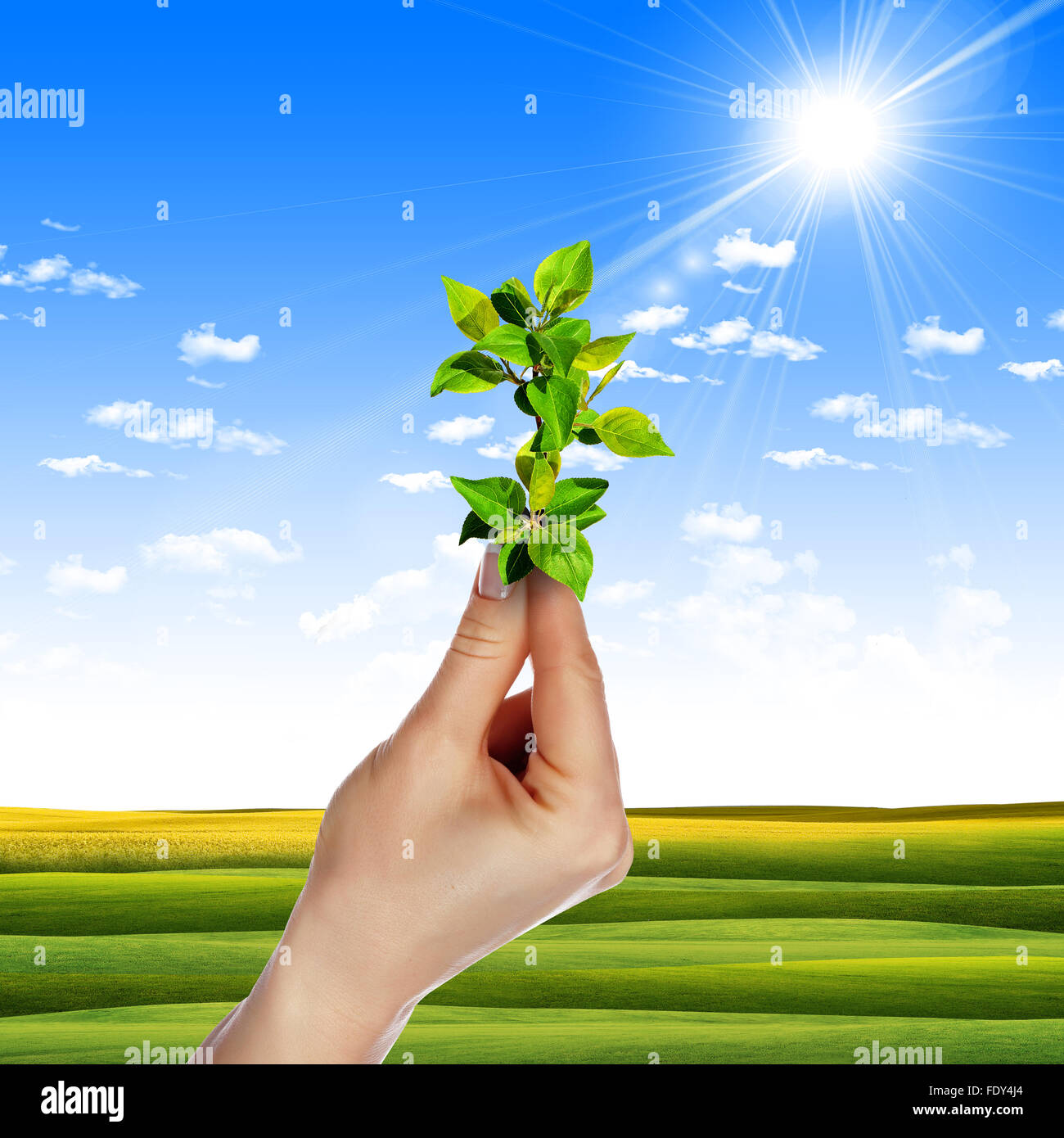 picture of hands holding small growing green plant Stock Photo - Alamy