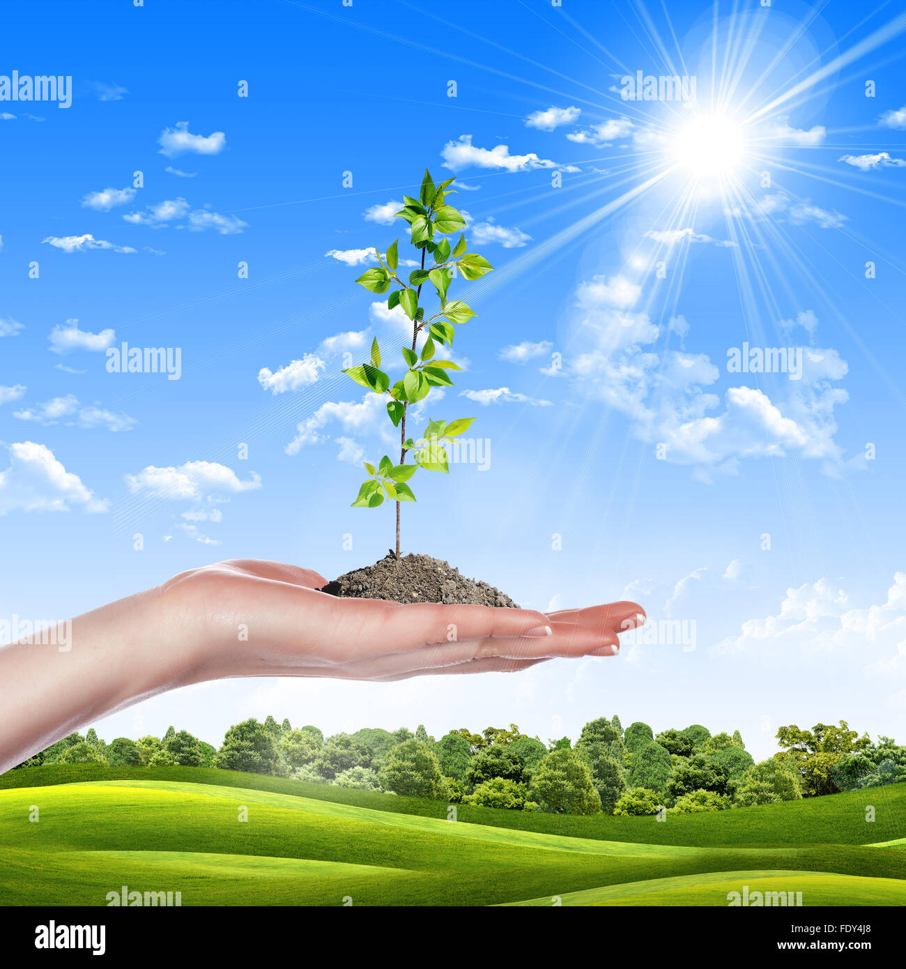 picture of hands holding small growing green plant Stock Photo - Alamy