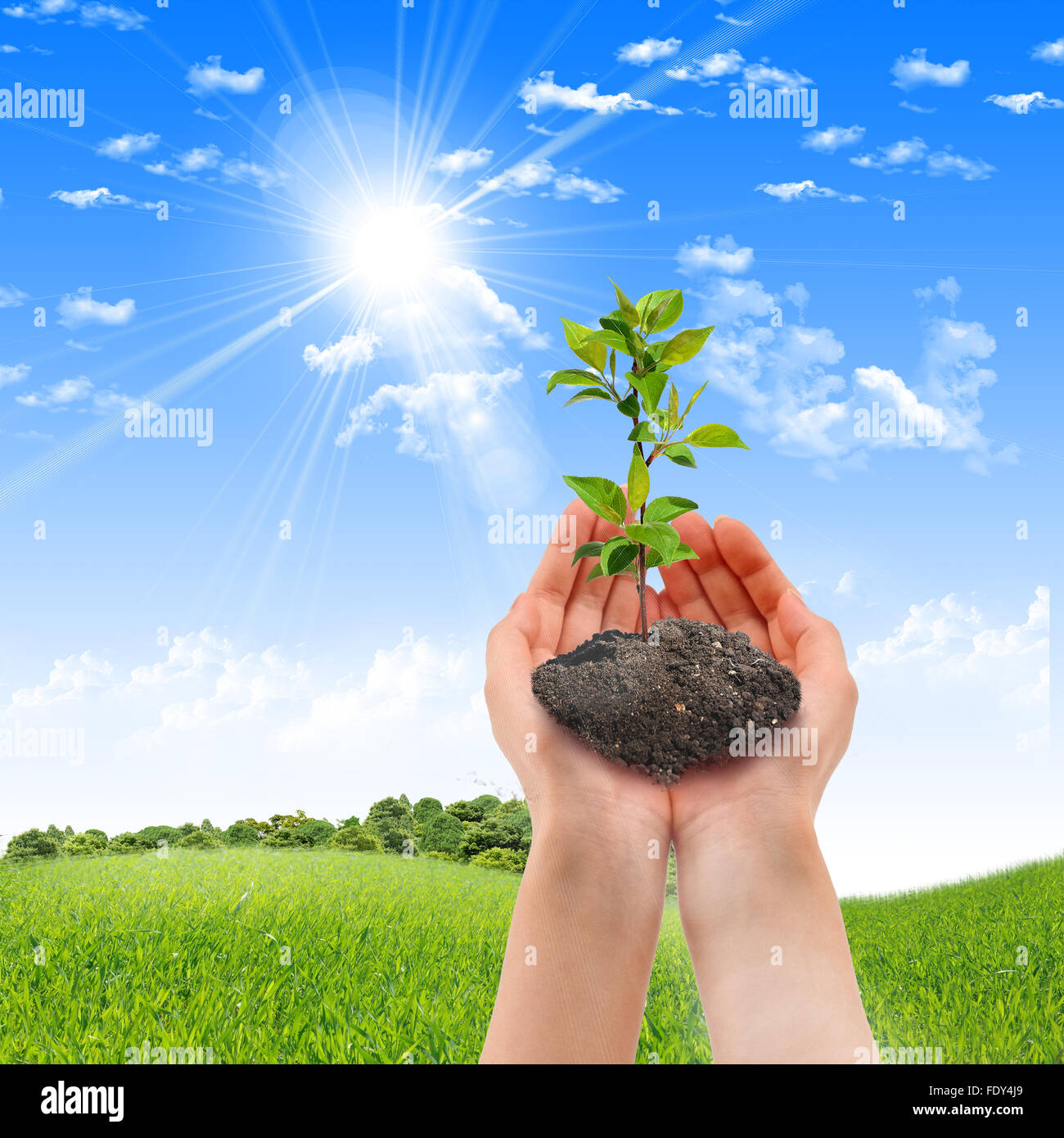picture of hands holding small growing green plant Stock Photo - Alamy