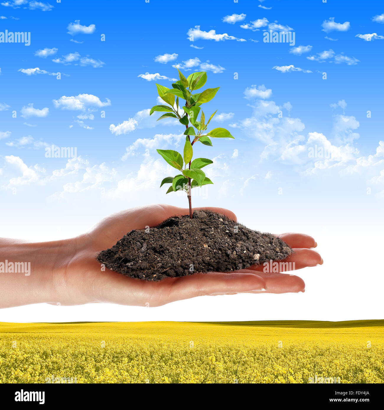 picture of hands holding small growing green plant Stock Photo - Alamy