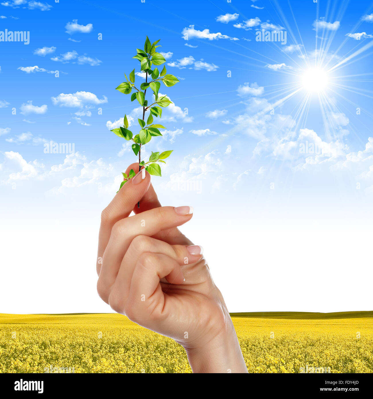 picture of hands holding small growing green plant Stock Photo - Alamy