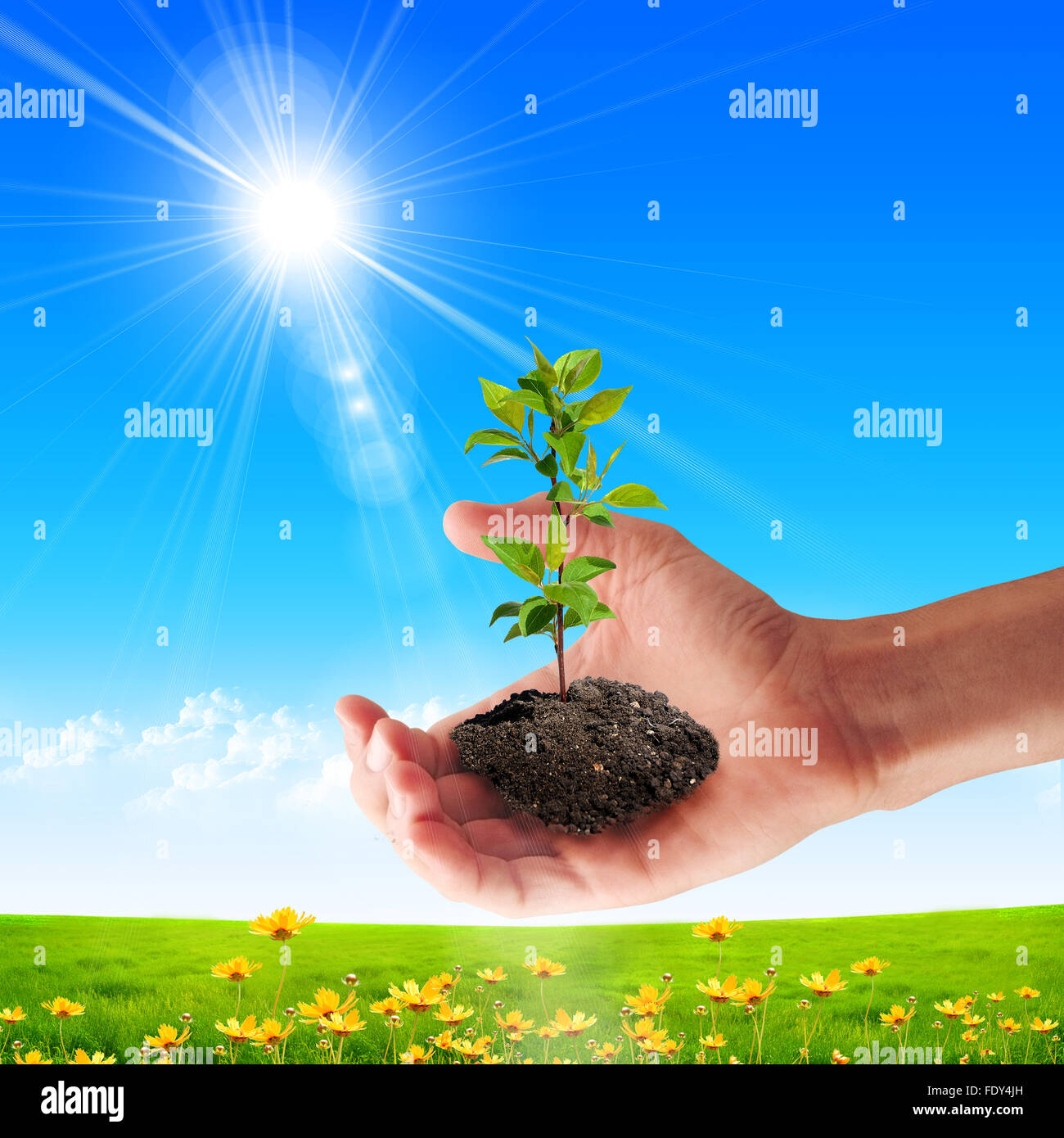 picture of hands holding small growing green plant Stock Photo - Alamy