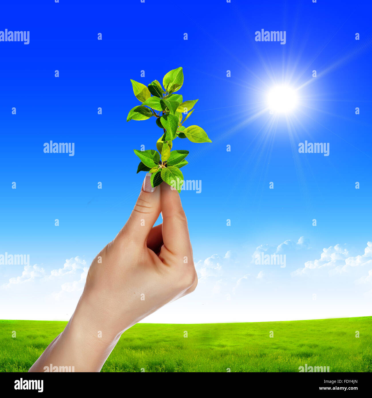 picture of hands holding small growing green plant Stock Photo - Alamy