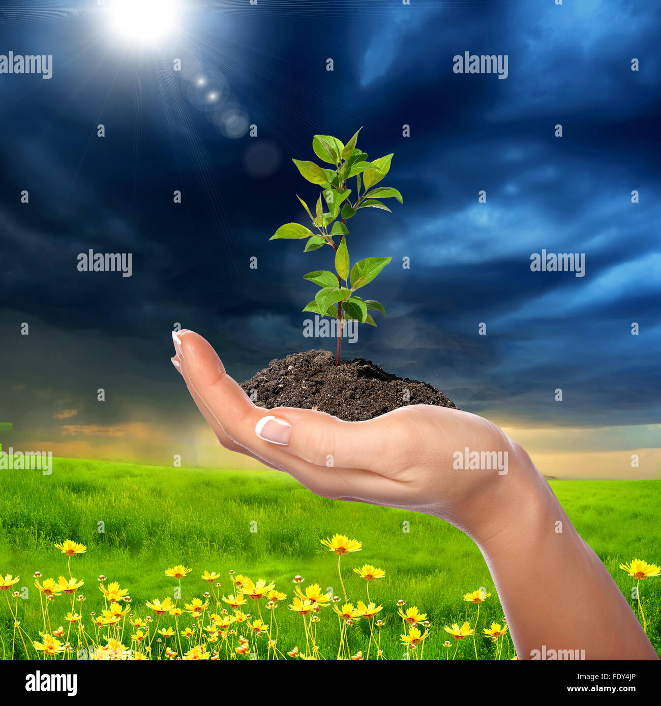 picture of hands holding small growing green plant Stock Photo - Alamy