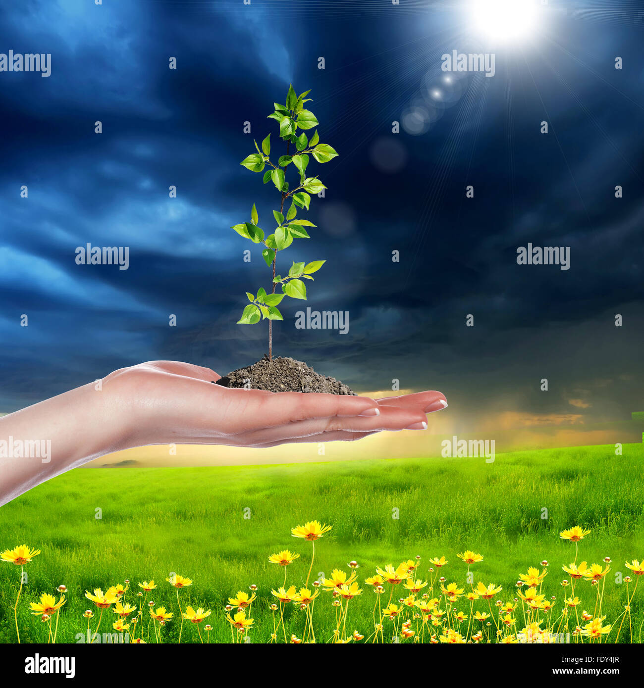 picture of hands holding small growing green plant Stock Photo - Alamy