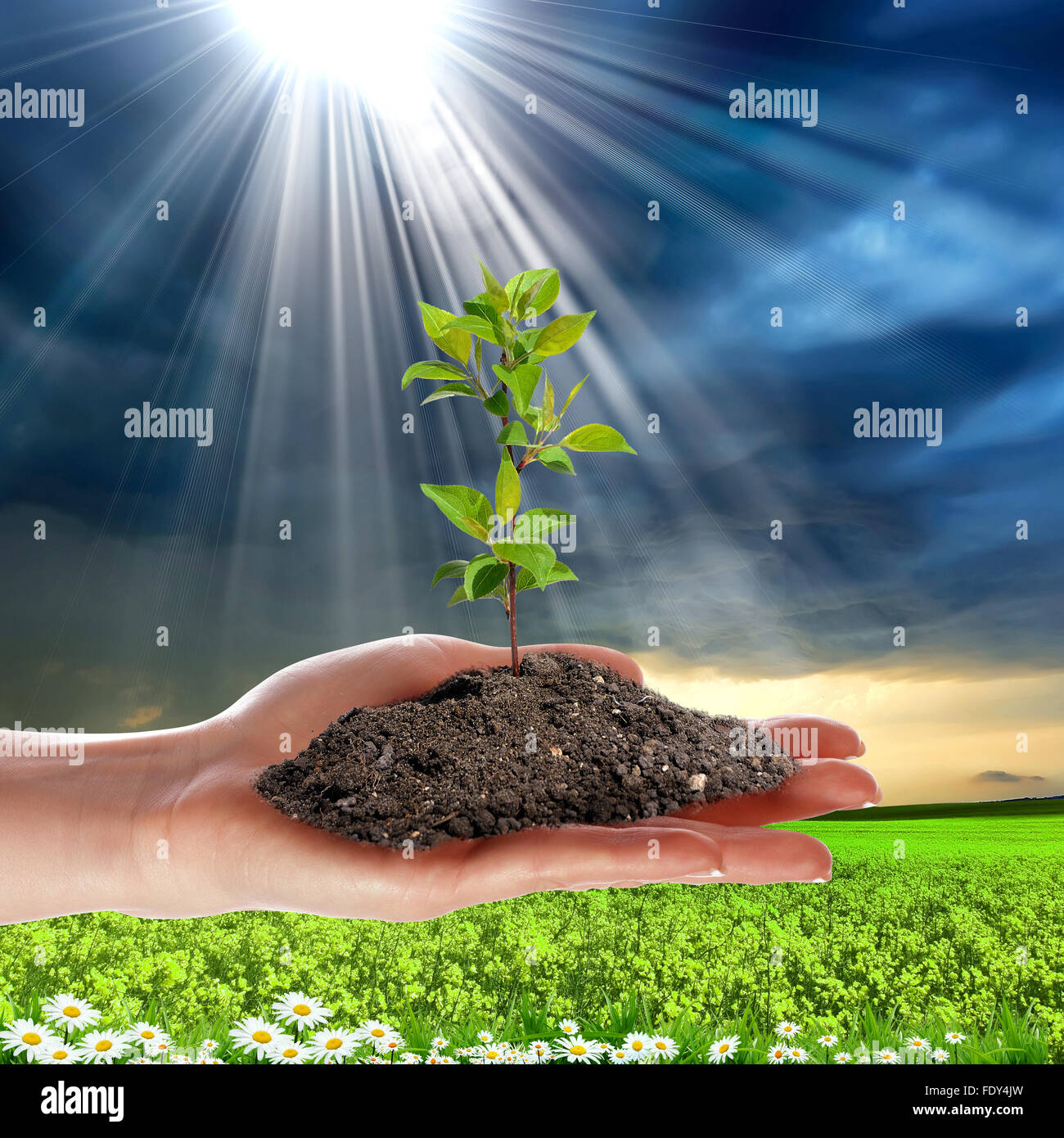 picture of hands holding small growing green plant Stock Photo - Alamy