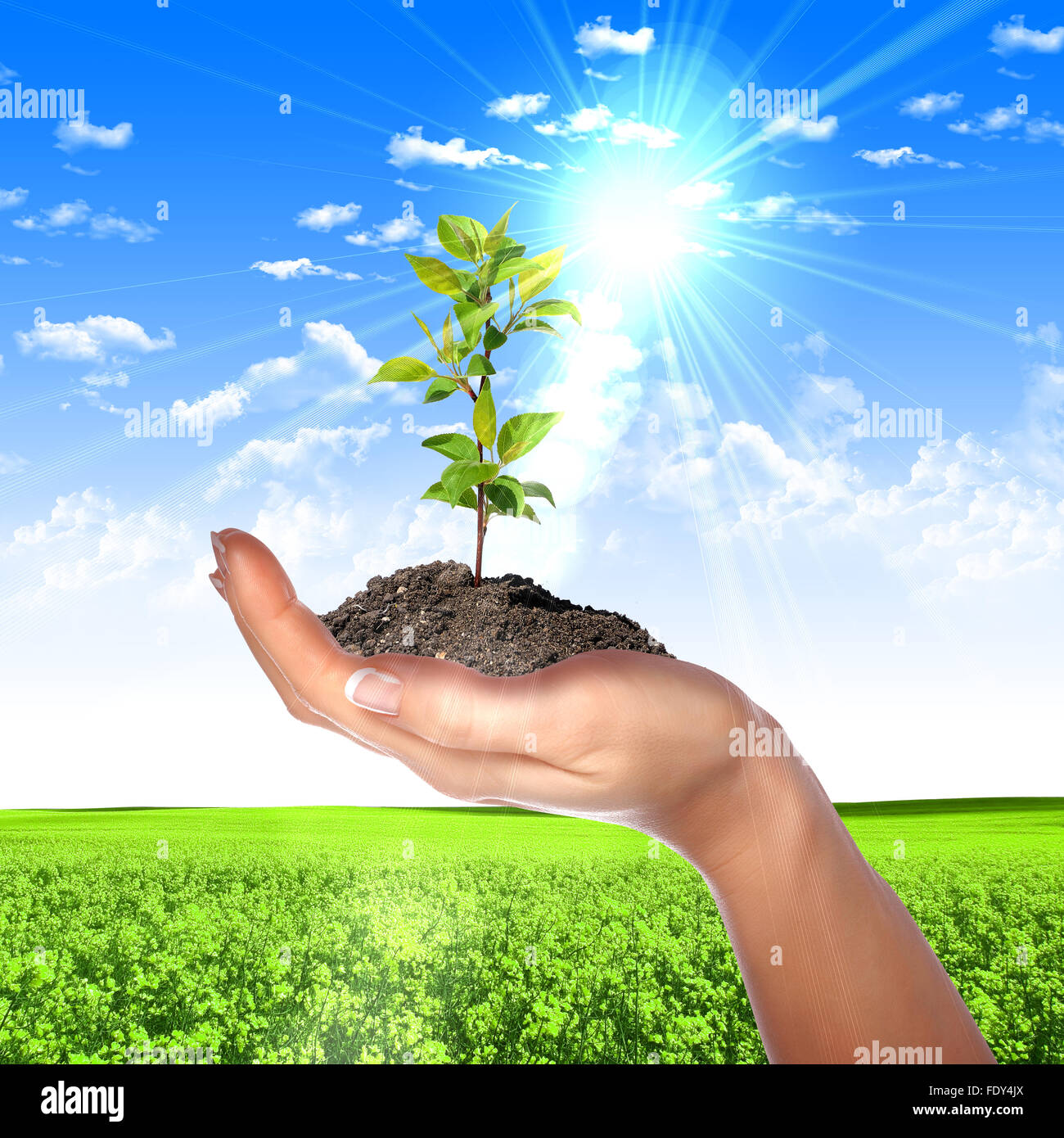 picture of hands holding small growing green plant Stock Photo - Alamy