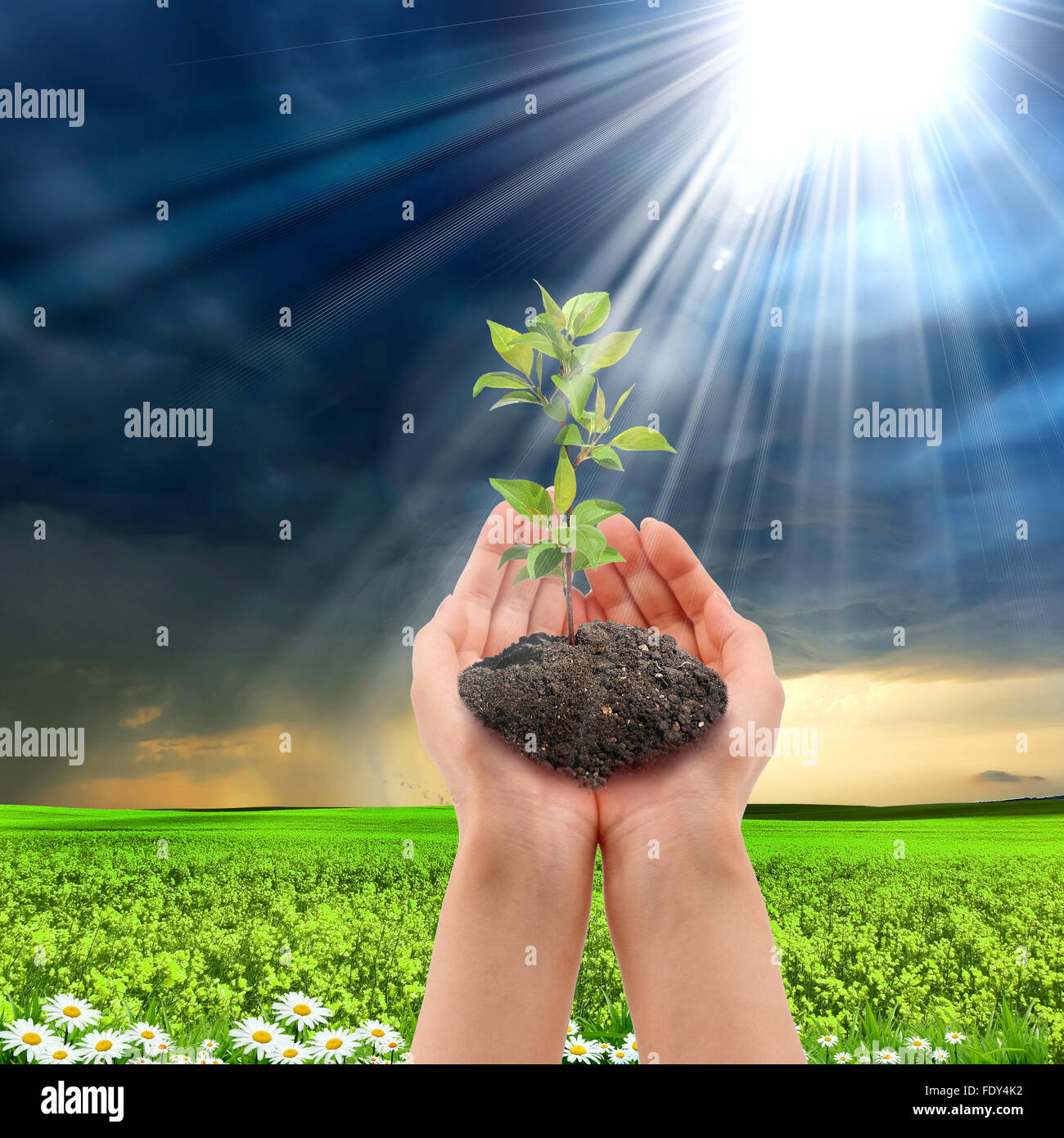picture of hands holding small growing green plant Stock Photo - Alamy