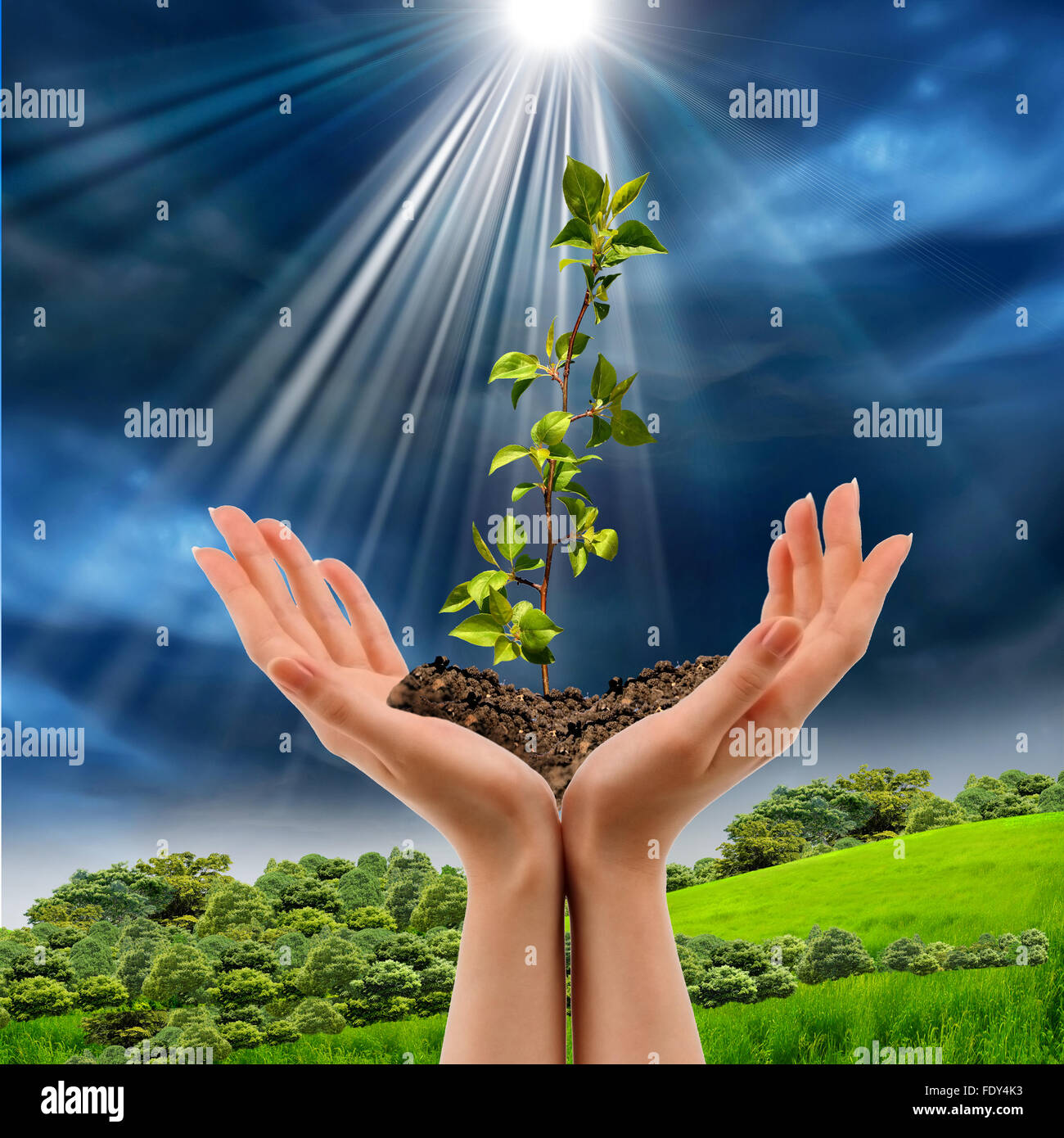 picture of hands holding small growing green plant Stock Photo - Alamy