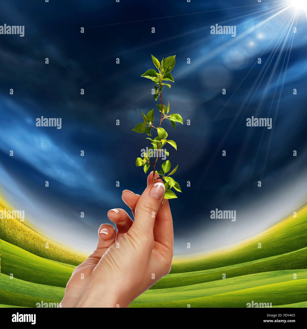picture of hands holding small growing green plant Stock Photo - Alamy