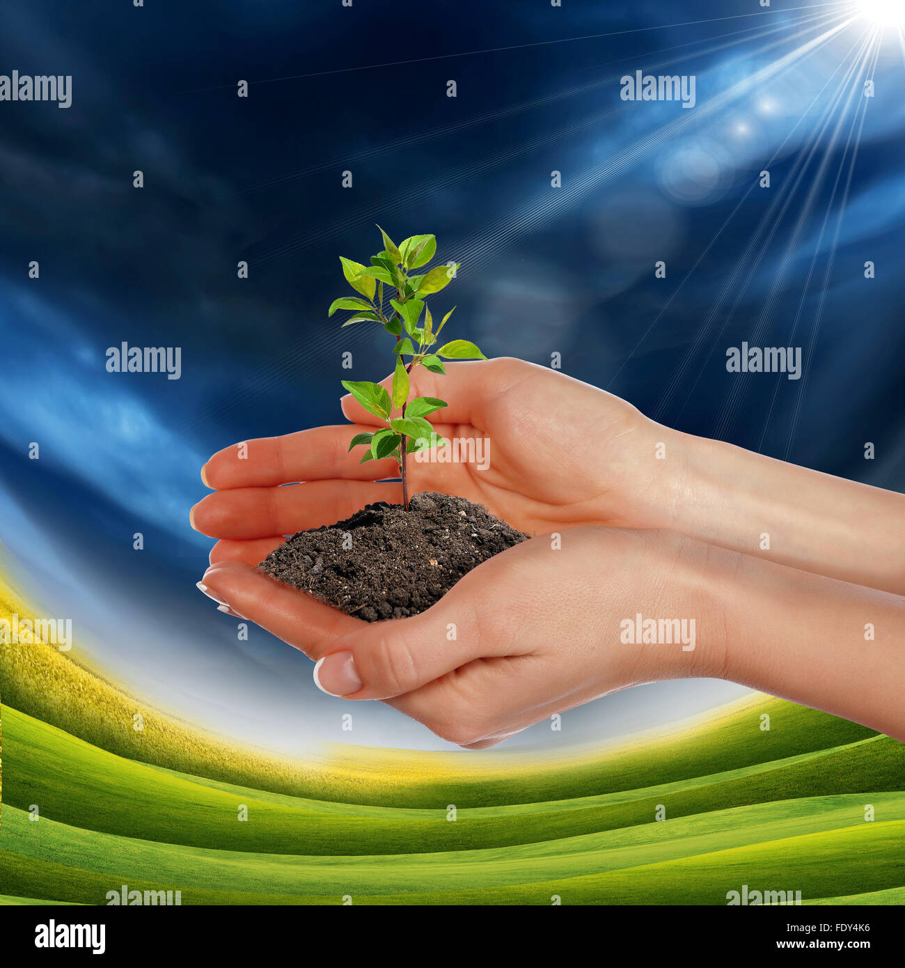 picture of hands holding small growing green plant Stock Photo - Alamy