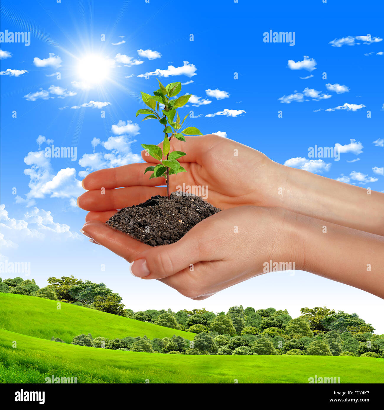 picture of hands holding small growing green plant Stock Photo - Alamy