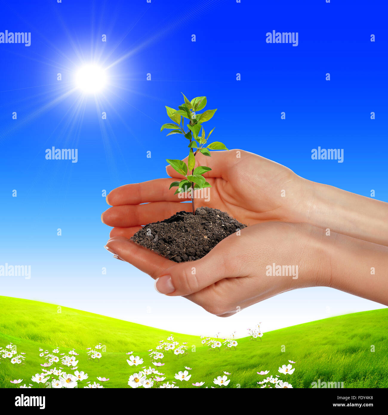picture of hands holding small growing green plant Stock Photo - Alamy