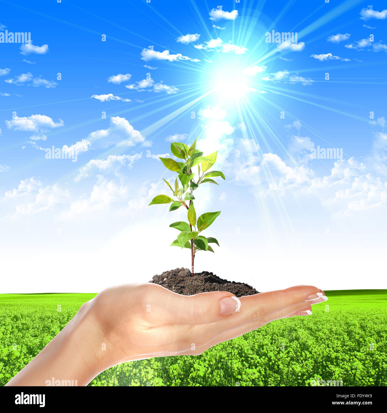 picture of hands holding small growing green plant Stock Photo - Alamy