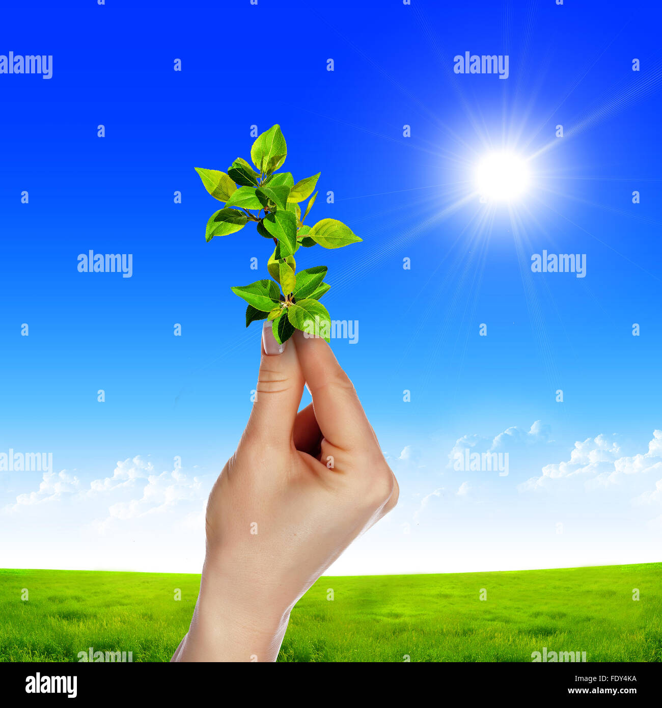 Picture of hands holding small growing green plant hi-res stock ...