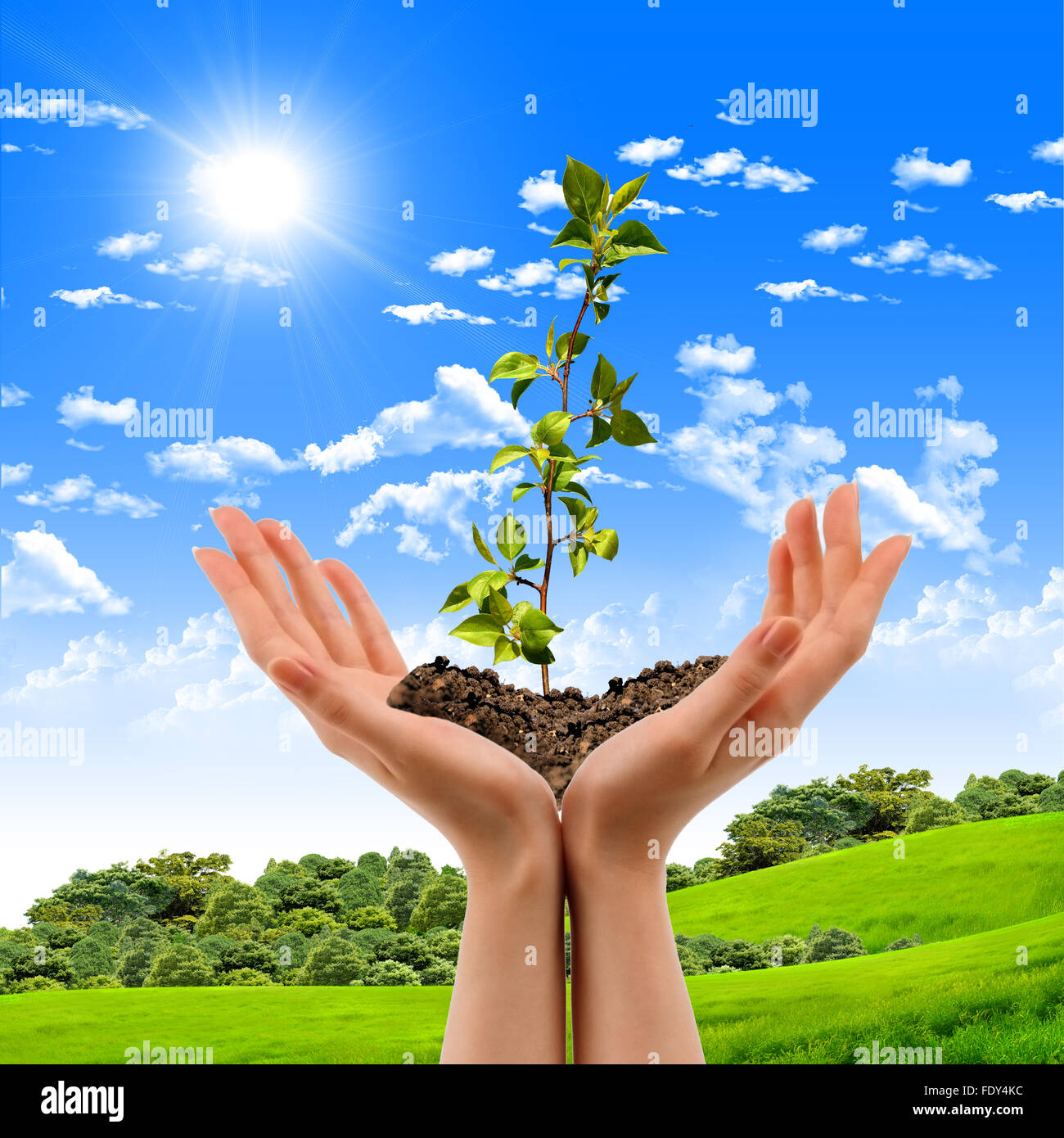 picture of hands holding small growing green plant Stock Photo - Alamy