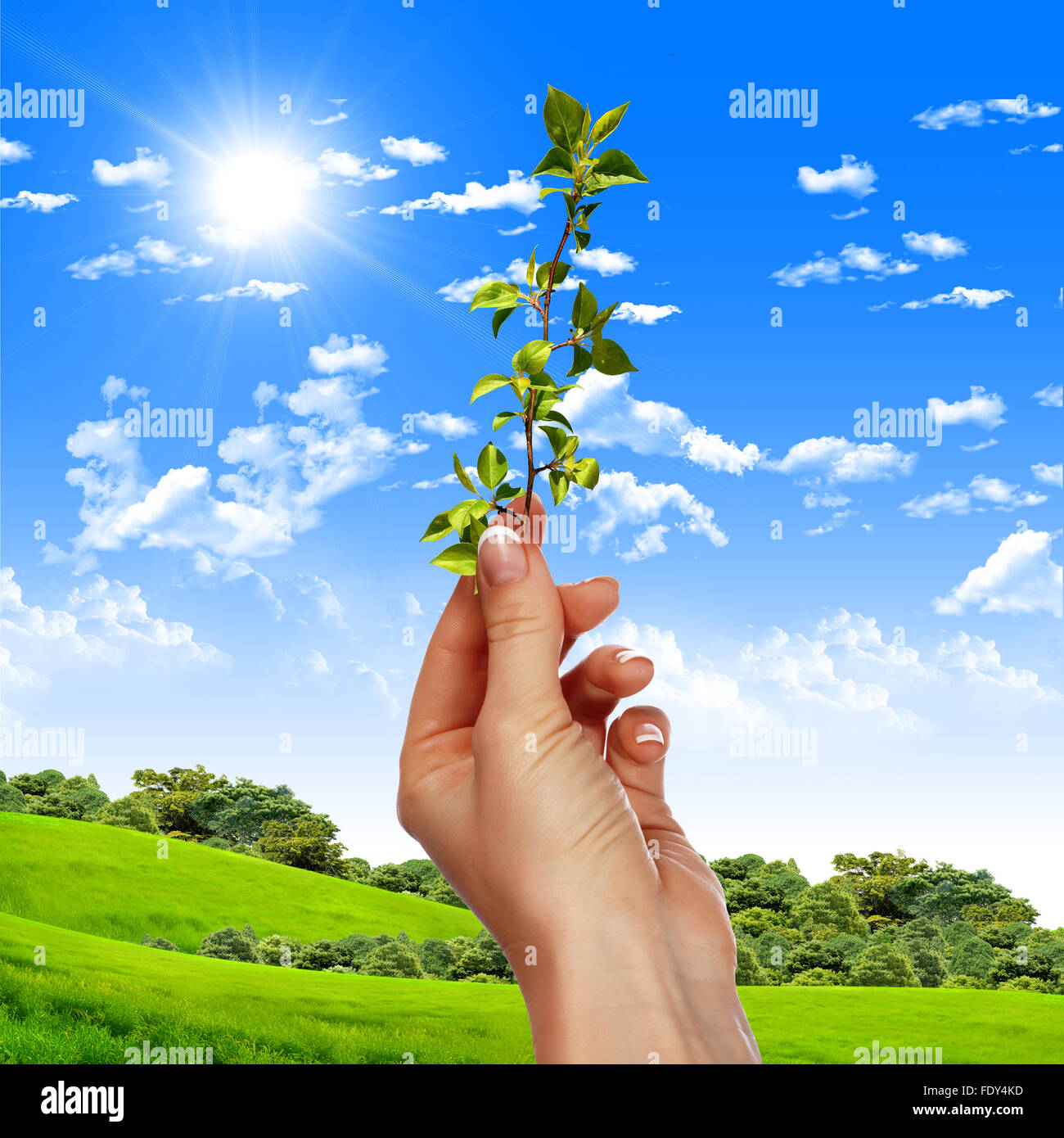 picture of hands holding small growing green plant Stock Photo - Alamy
